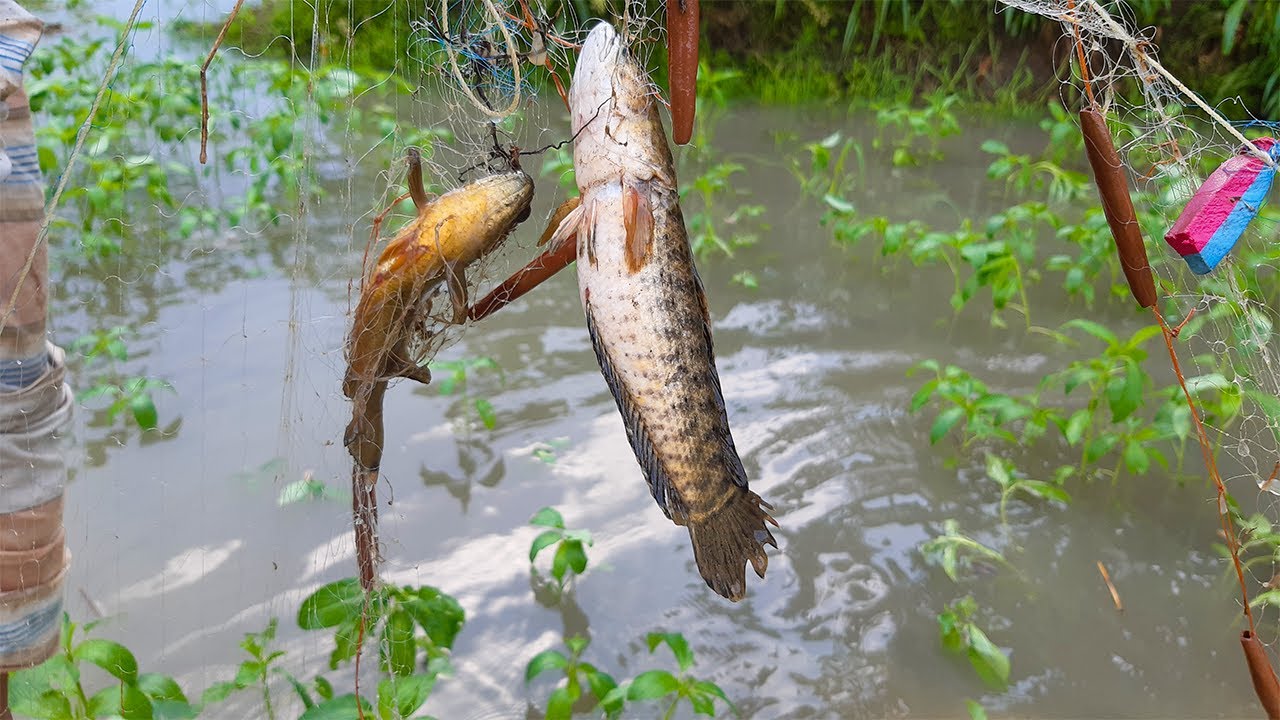 ধানক্ষেতে কারেন্ট জালে টাকি মাছ । Fishing in current nets - YouTube