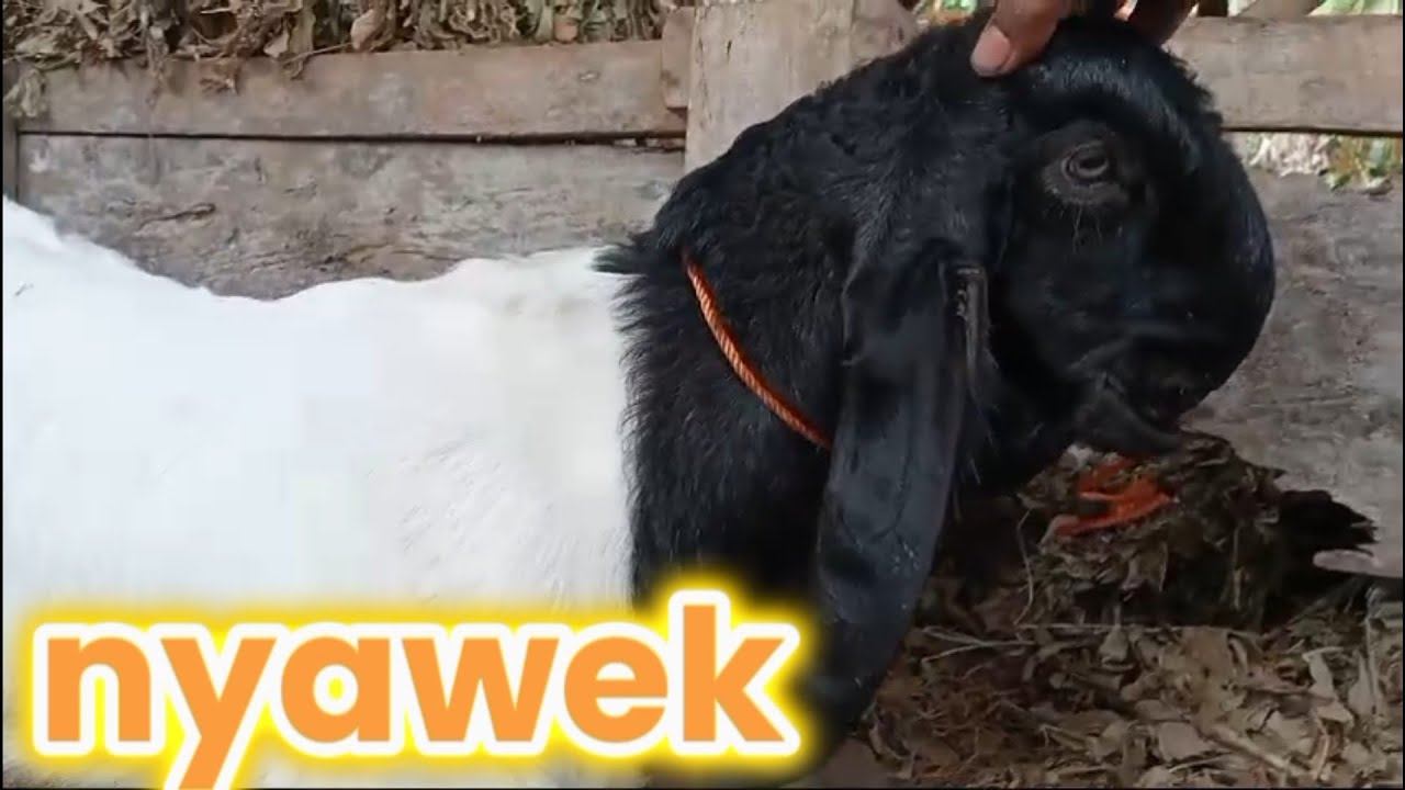 Sekilas info dari mas vicky cempe kelas d awal - YouTube