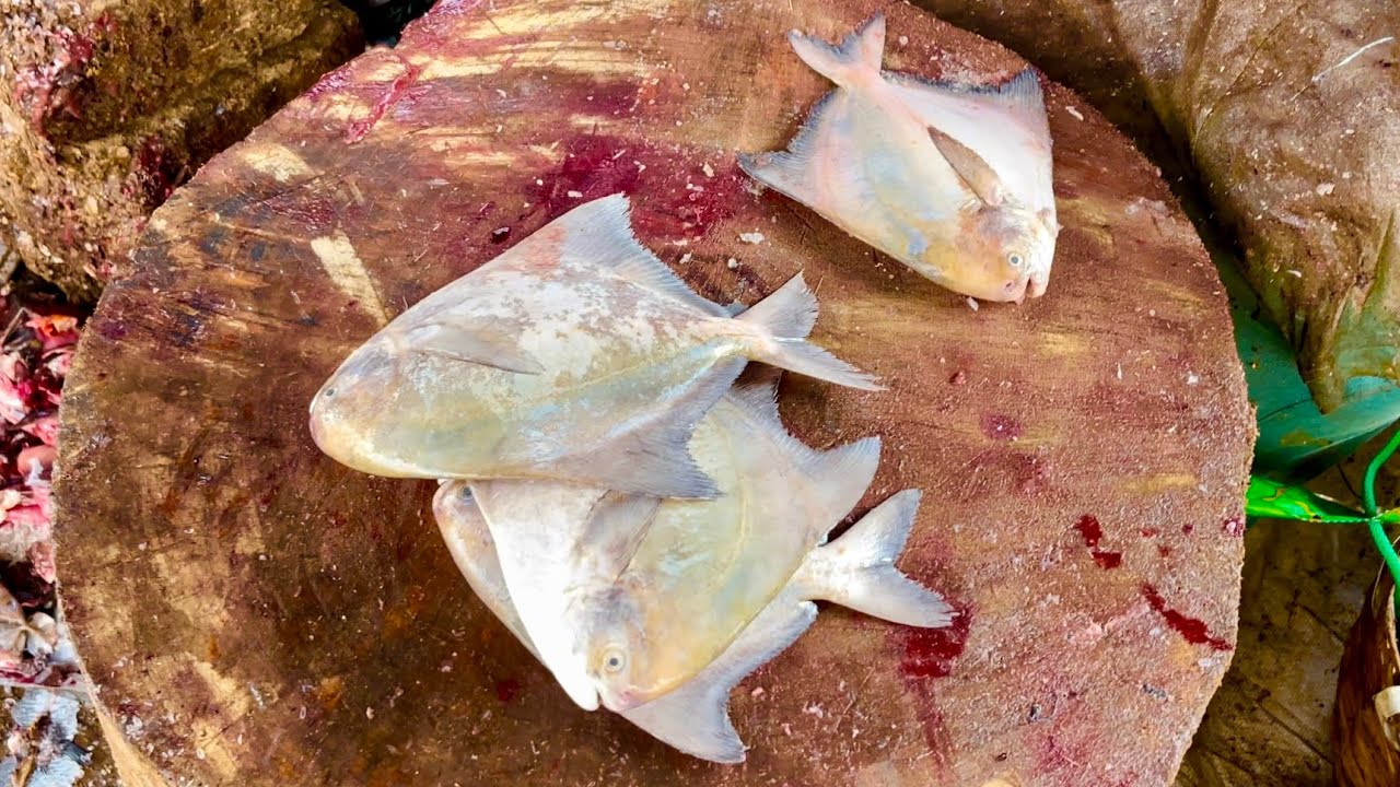 VERY COSTLY SILVER PROMFRET FISH CUTTING VIDEOS | WHITE / SILVER ...