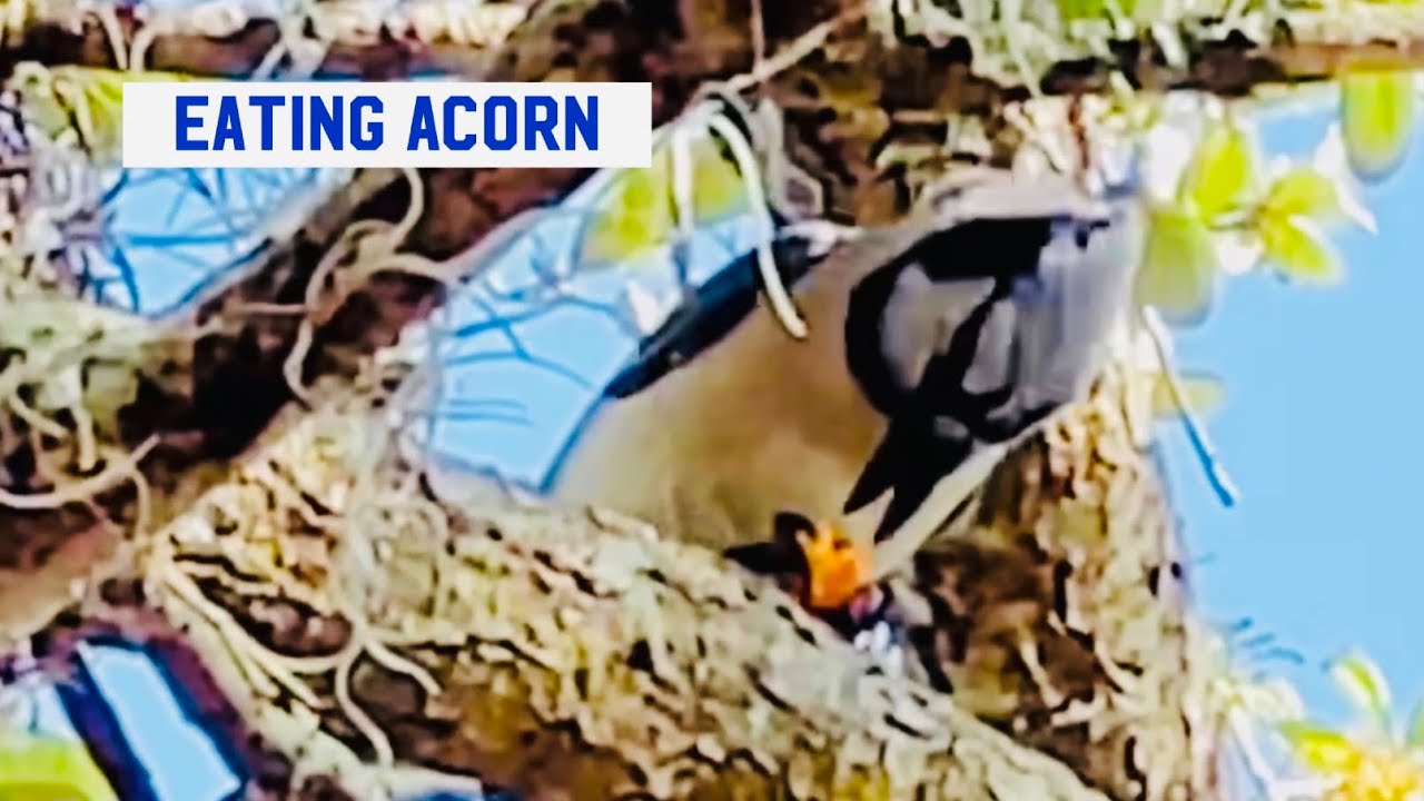 Acorn for Blue Jay | Blue Jay food - YouTube