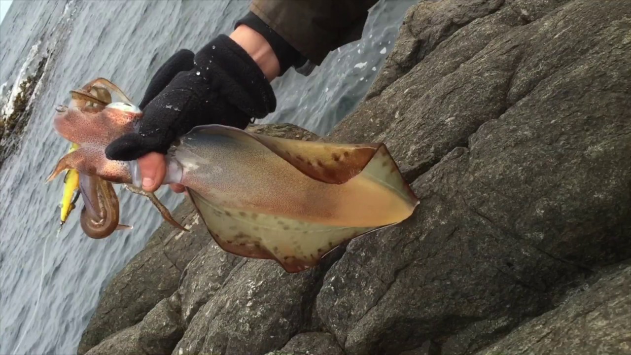 Stonker squid south of Tasmania - YouTube