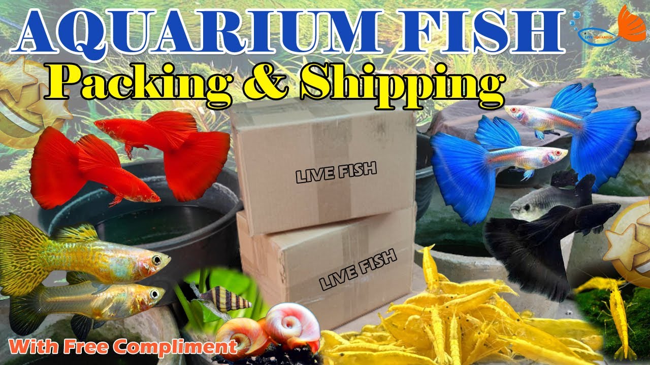 Aquarium Fish Packing and Shipping from Fish Farm | Guppies | Shrimp ...