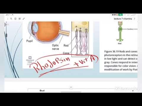 Vitamins _lec8 - YouTube