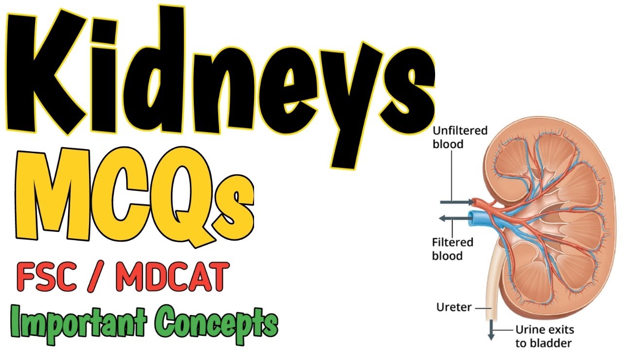 KIDNEY | MCQS | HOMEOSTASIS | FSC BIOLOGY and MDCAT | NEET - YouTube