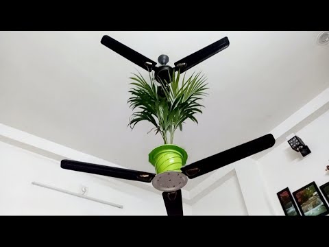 Ceiling Fan with Natural Oxygen at Home | Crompton Ceiling Fan with ...