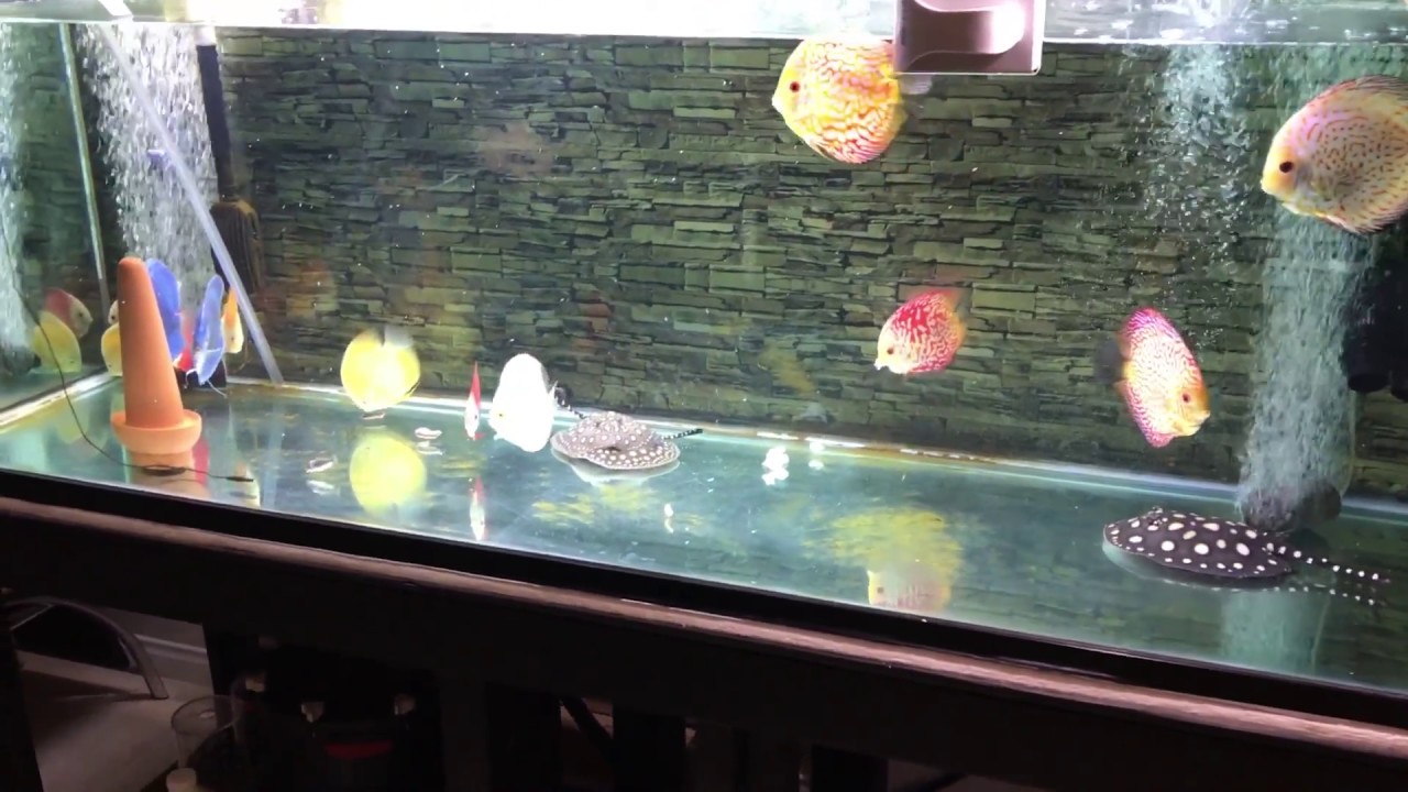 Discus & Stingrays - YouTube