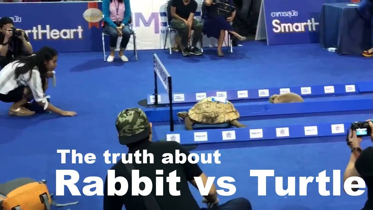 The TRUTH about Rabbit vs Turtle MYTH by Mike Surjadi - YouTube