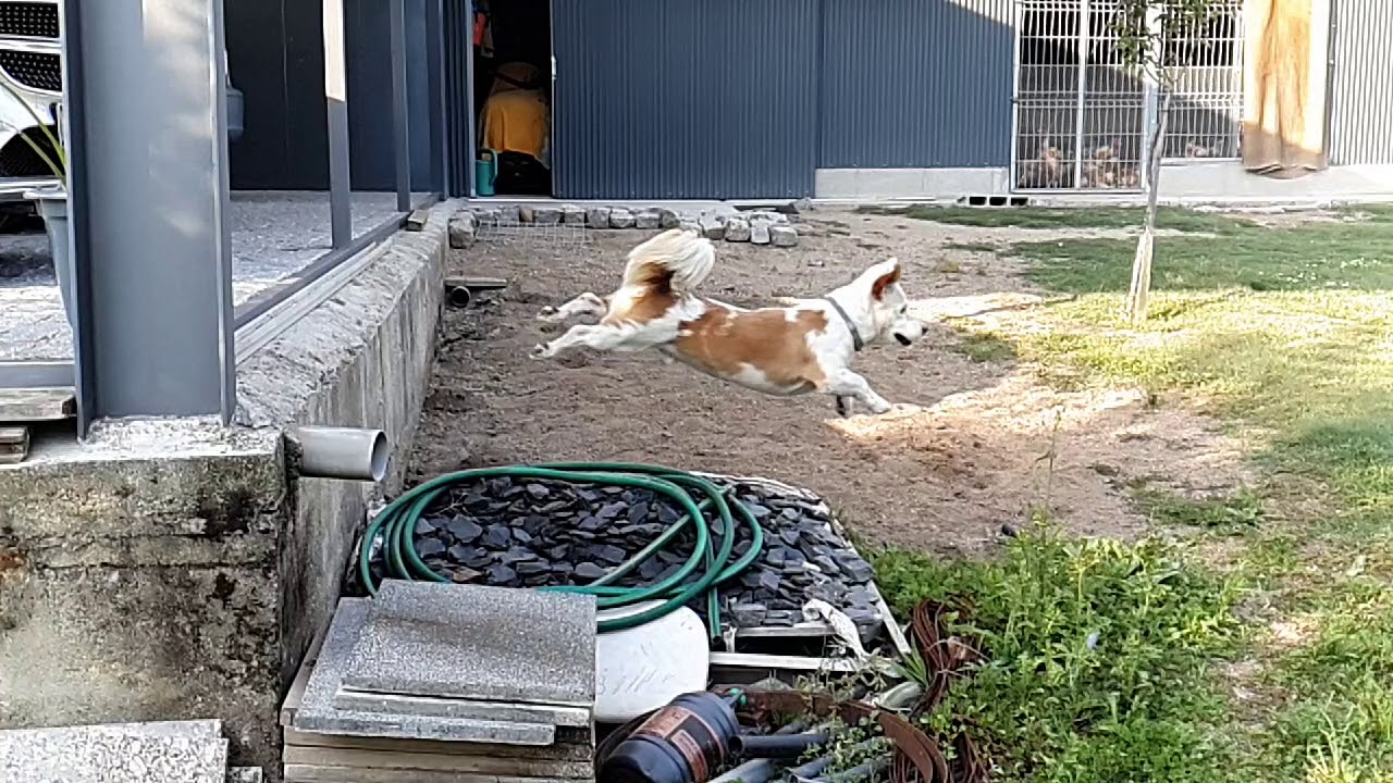 Dog Jump Slow Motion - YouTube