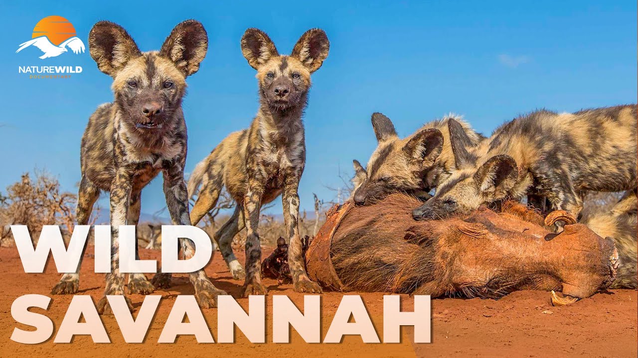WILD SAVANNAH | The Secret Life of Africa's Wild Dogs # ...