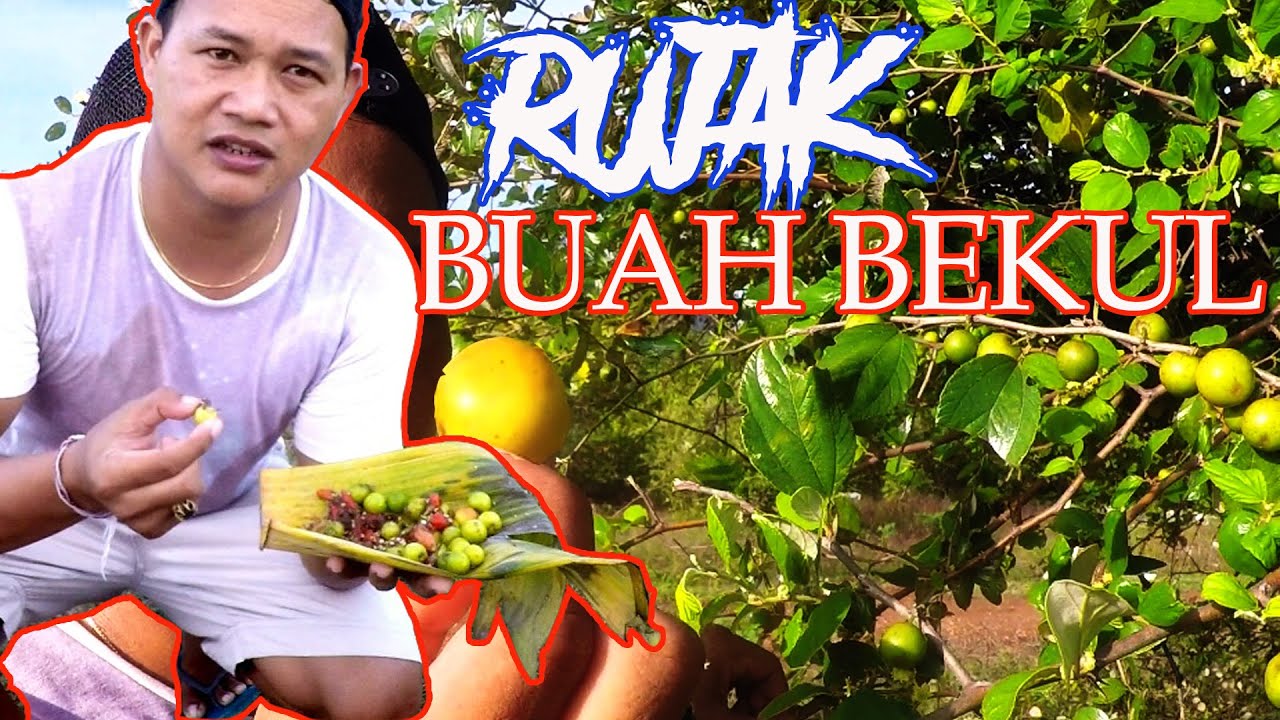 RUJAK BUAH BEKUL BALI ASLI - APEL INDIA - BUAH BIDARA - INDIAN JUJUBE ...