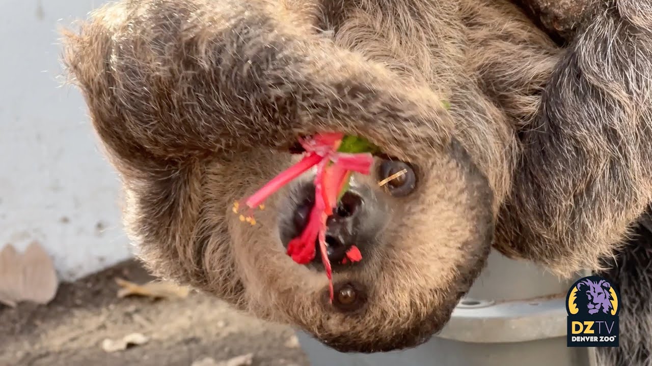 Happy International Sloth Day! 🤎 🌺 🦥 - YouTube