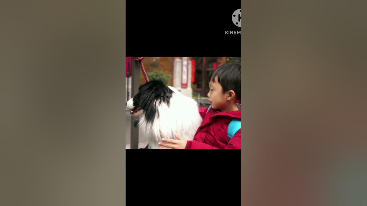 Cute Animal shorts viral Rl Surya Cutecople Funni Dog Cute Dog Names Male Boy Dog Video cute-animal-shorts-viral-rl-surya-cutecople-funni-dog-cute-dog-names-male-boy-dog-video
