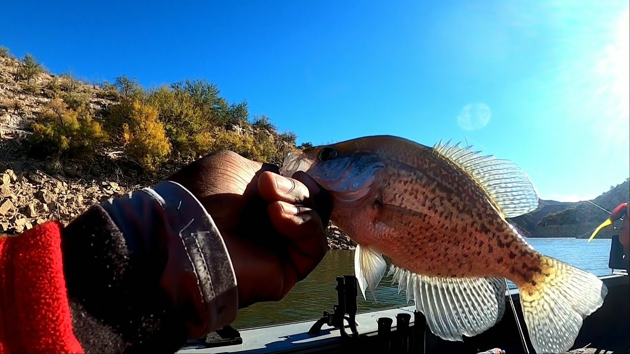 Catching Crappie and White Bass Lake Pleasant Arizona December 2020 ...