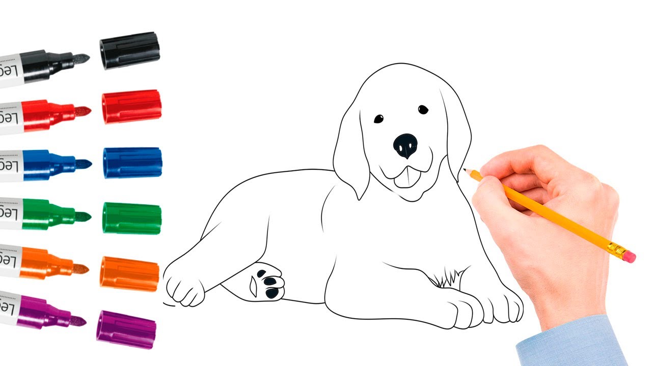 Easy drawing. How to draw a labrador - YouTube