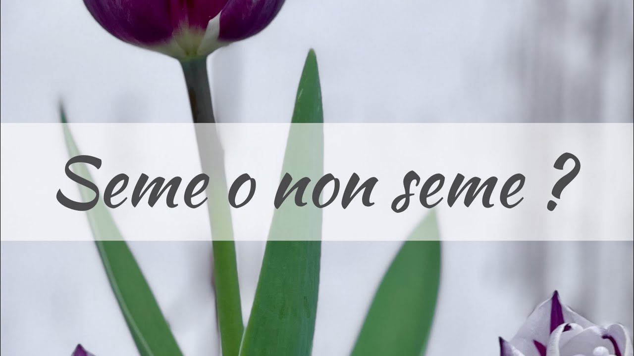 Seme o non seme? - YouTube