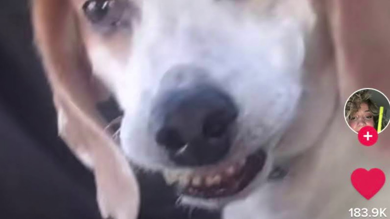 Brain Rot :)- (audio warning) - YouTube