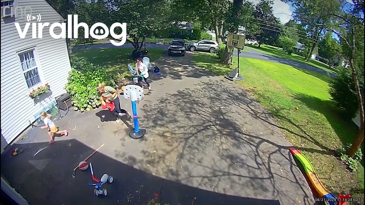 Black Bear Lumbers Through Busy Yard || ViralHog - YouTube