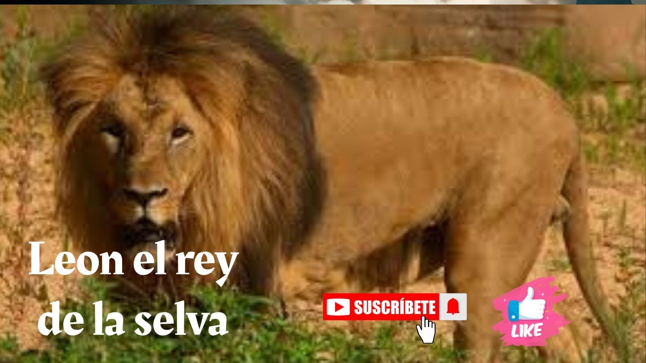 Leon el rey de la selva - YouTube