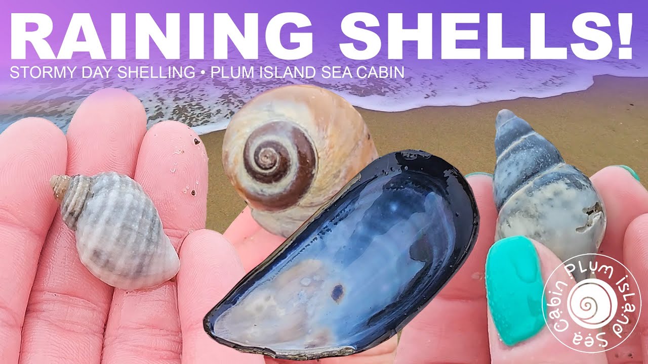 Stormy Day Shelling! | @PlumIslandSeaCabin | Virtual Shelling New ...