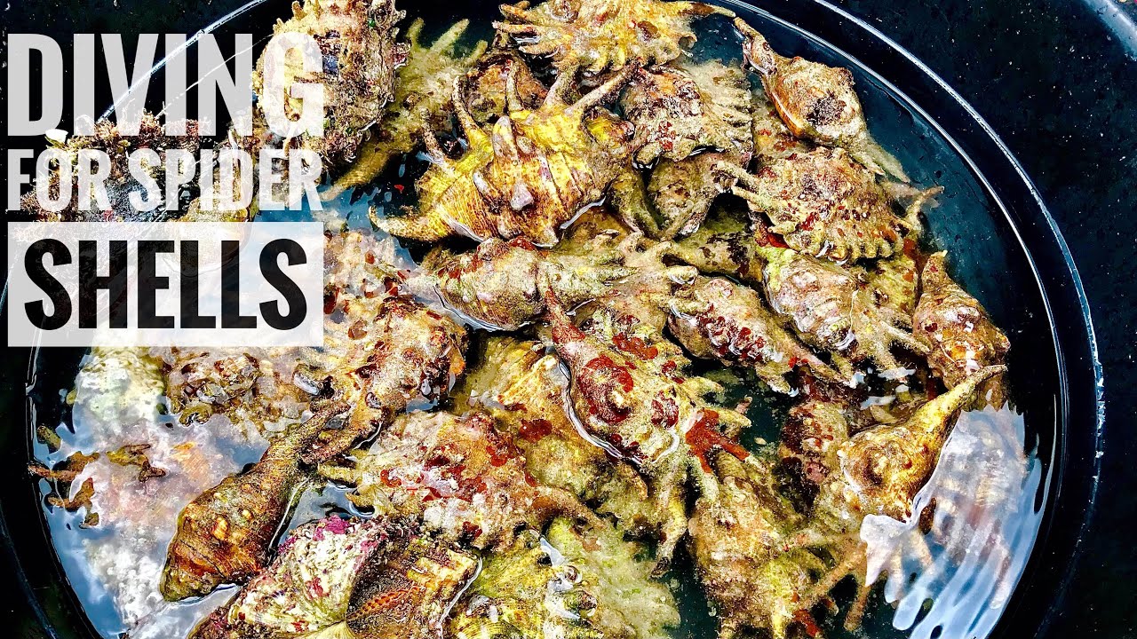 DIVING FOR SPIDER SHELLS (SAANG) AGAIN | CATCH | BOHOL PHILIPPINES ...