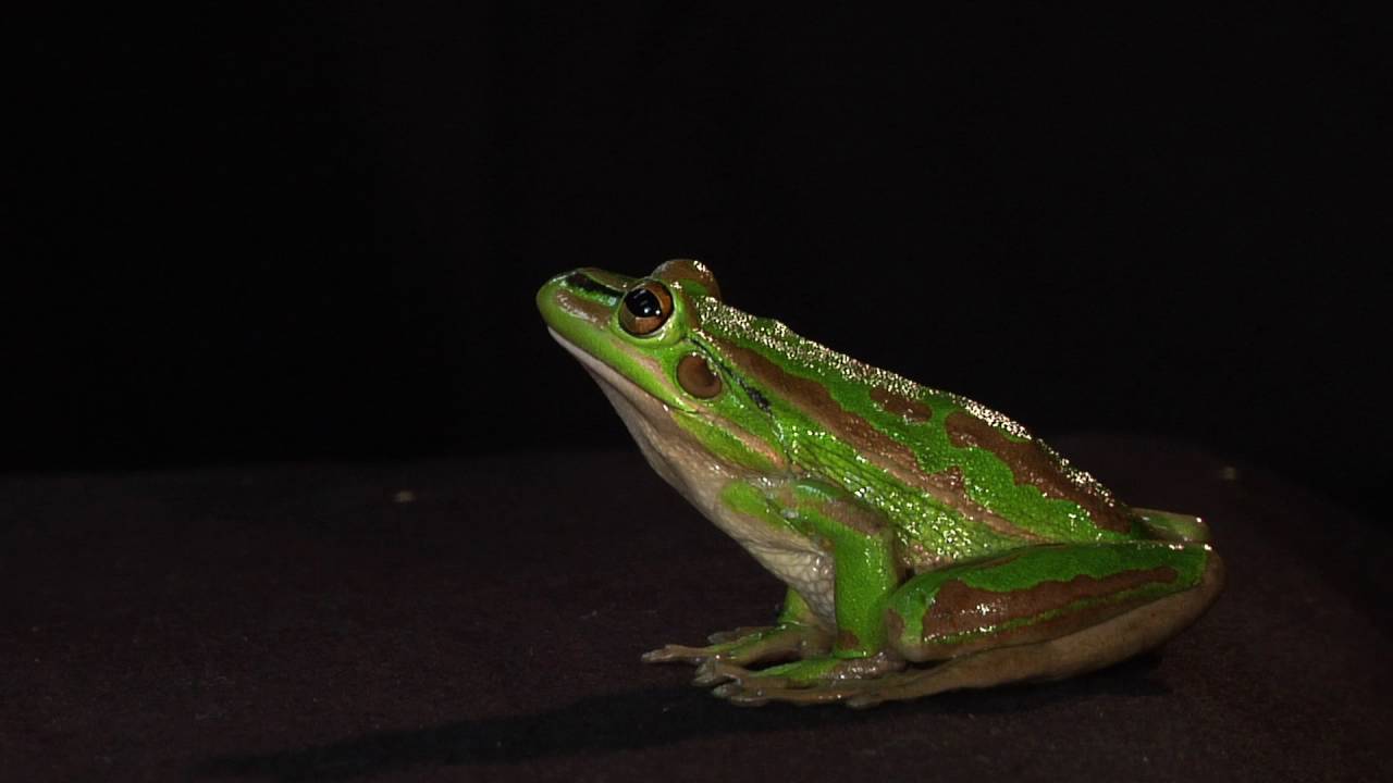 ref animals frog 03 1 - YouTube