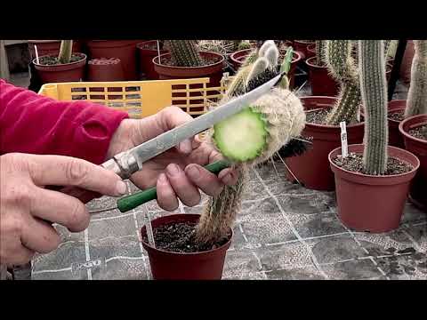 Kakteen Stecklinge schneiden und vermehren