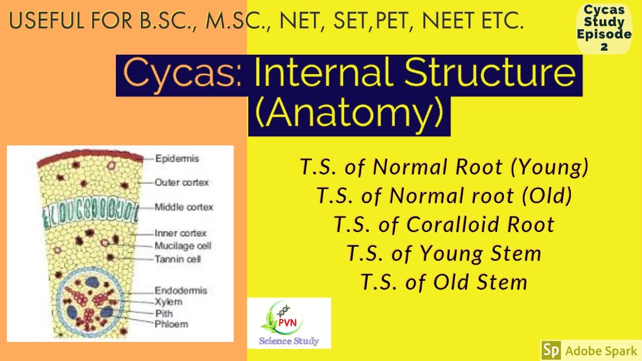Cycas Anatomy, Internal structure in Hindi/Cycas T.S. of Root, T.S. of ...