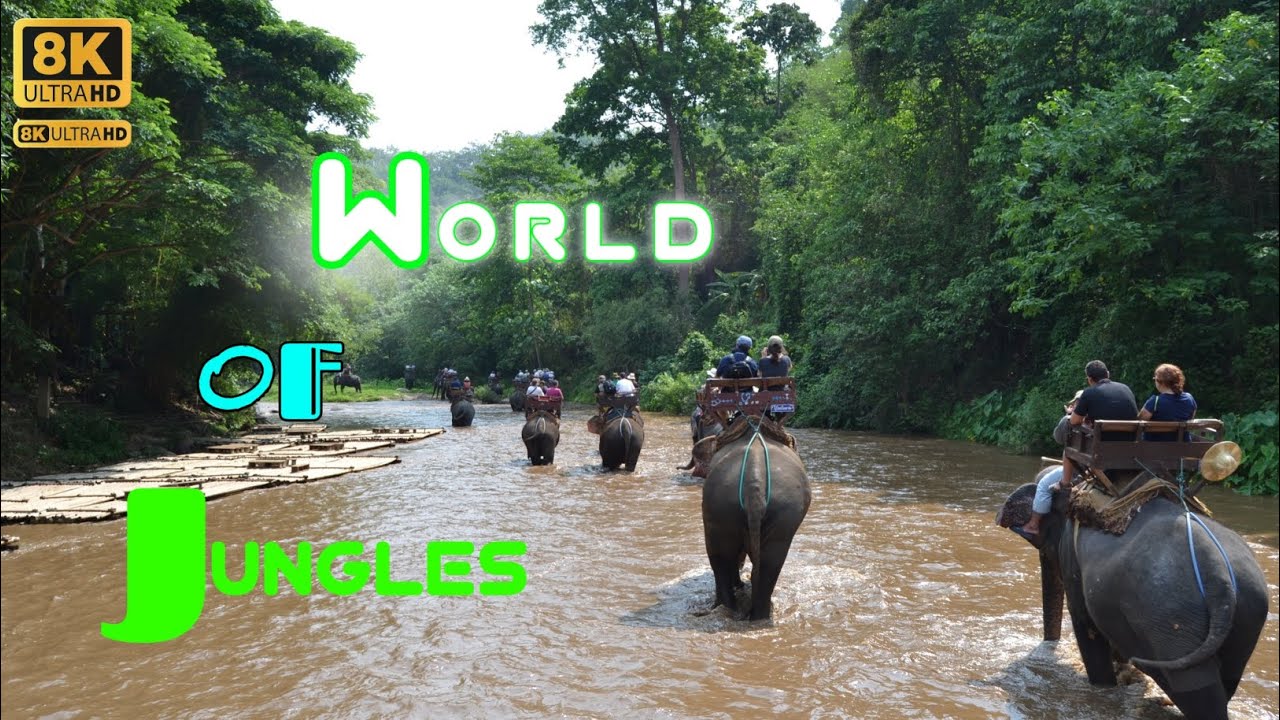 Jungles In 4K - Amazing Jungle Scenes Around The World | Rainforest ...