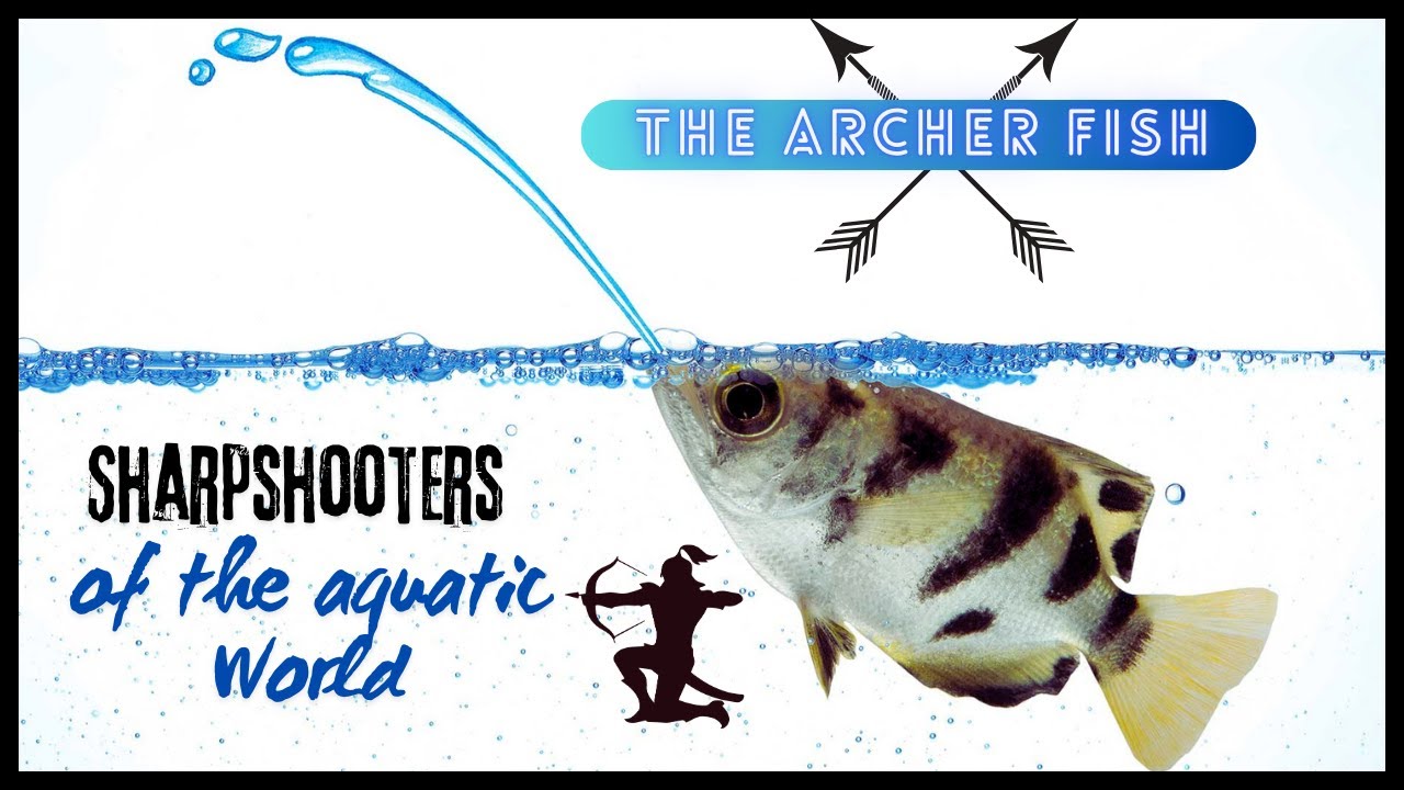 Archer Fish: Nature's Sharpshooting Water Gun - YouTube