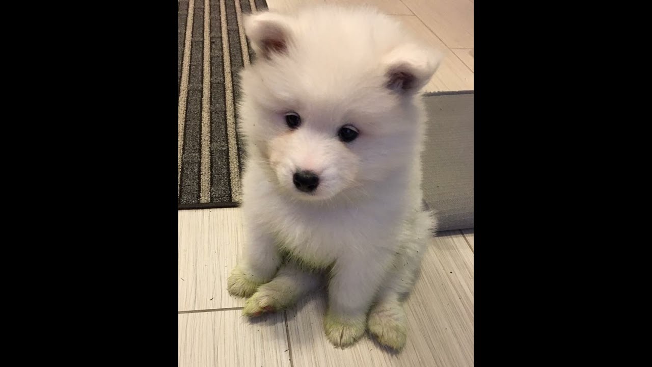 The life of Kona (Samoyed) & Kai (Belgian Malinois) - YouTube