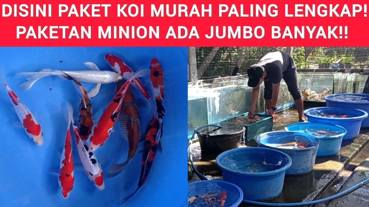 PAKET IKAN KOI MURAH POL POLAN LENGKAP BERBAGAI JENIS DAN UKURAN - YouTube