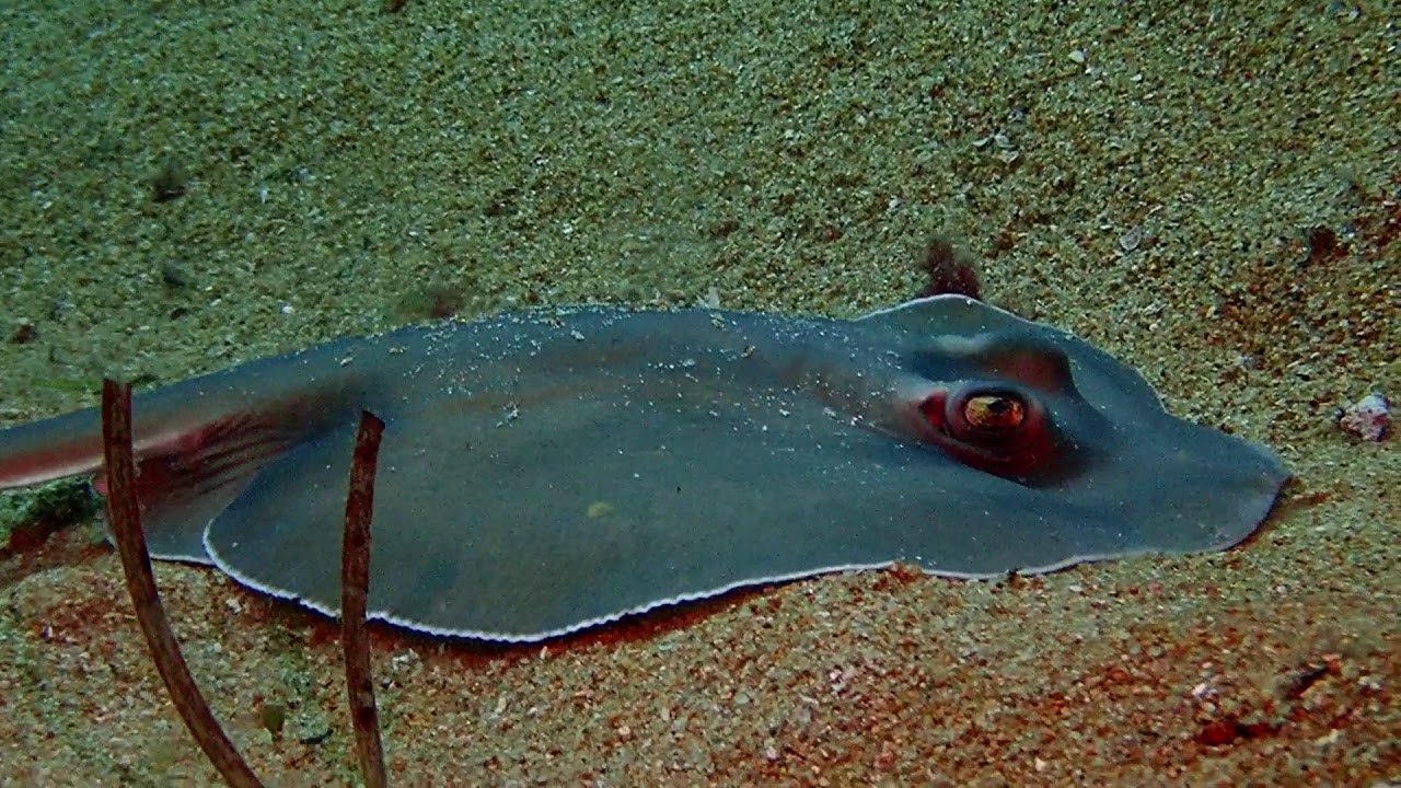 Trygonoptera personata (Masked stingaree) - YouTube
