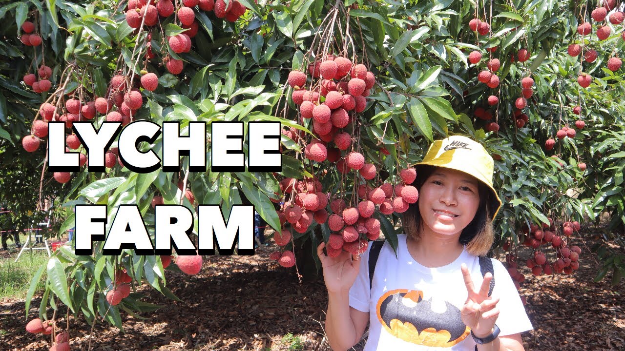 OPENING of Lychee Farm at Hsinchu - YouTube