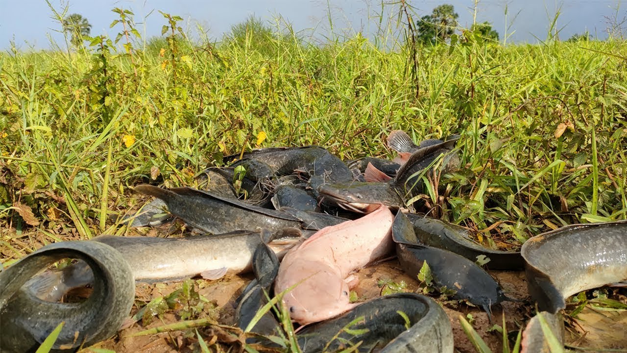 Smart Fishing Mastery: A Fisherman's Amazing Hand Fishing Skills for ...