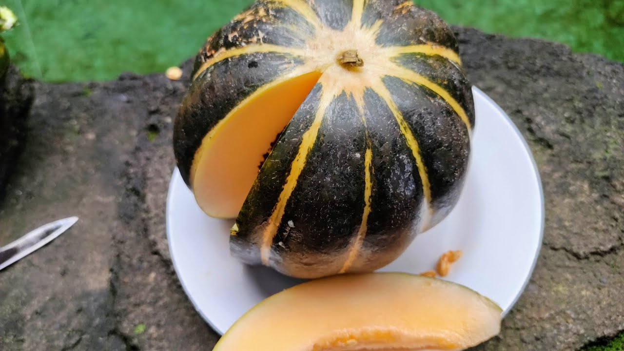 Black Blewah Melon in Java (Cucumis melo var cantalupensis) - YouTube