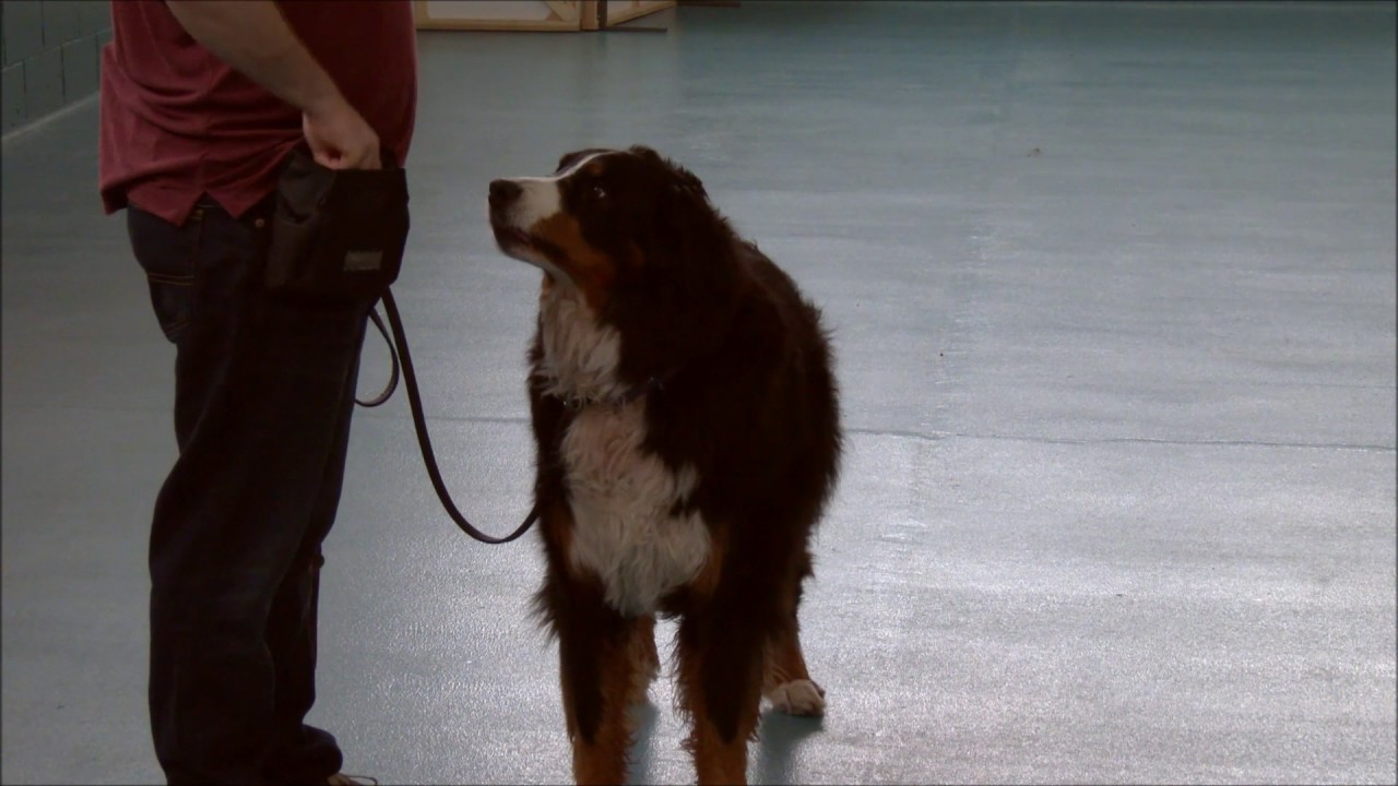 How to Introduce a Clicker and Train your dog to know their name. - YouTube