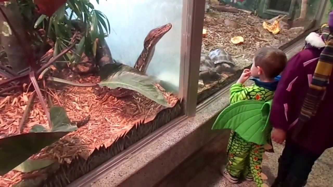 2013 10 25 Brookfield Zoo Snake - YouTube