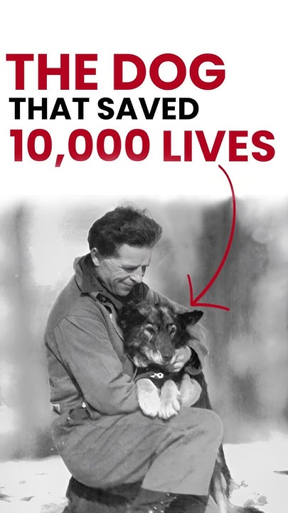 Togo The Forgotten Dog Who Saved Alaska | 1925 Serum Run True Story ...