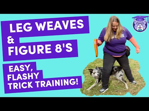 Leg Weaves and Figure 8's: Simple, Fast, Fun Dog Tricks!
