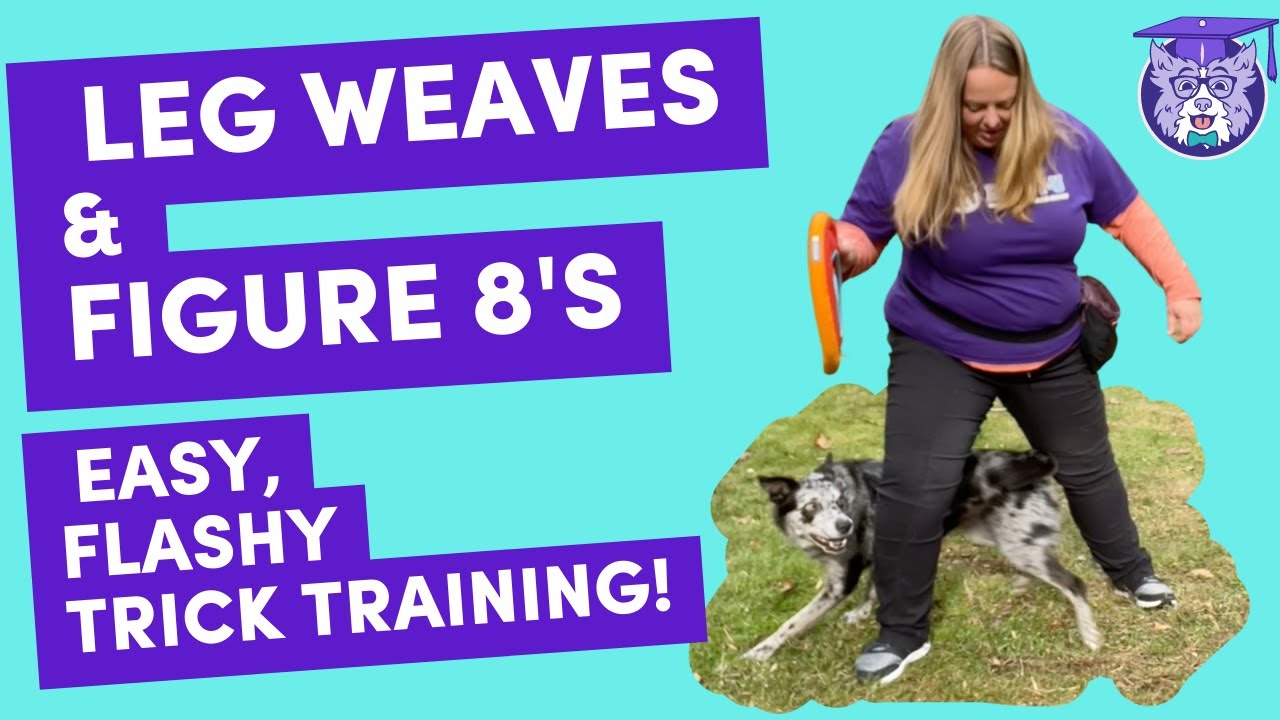 Leg Weaves and Figure 8's: Simple, Fast, Fun Dog Tricks! - YouTube