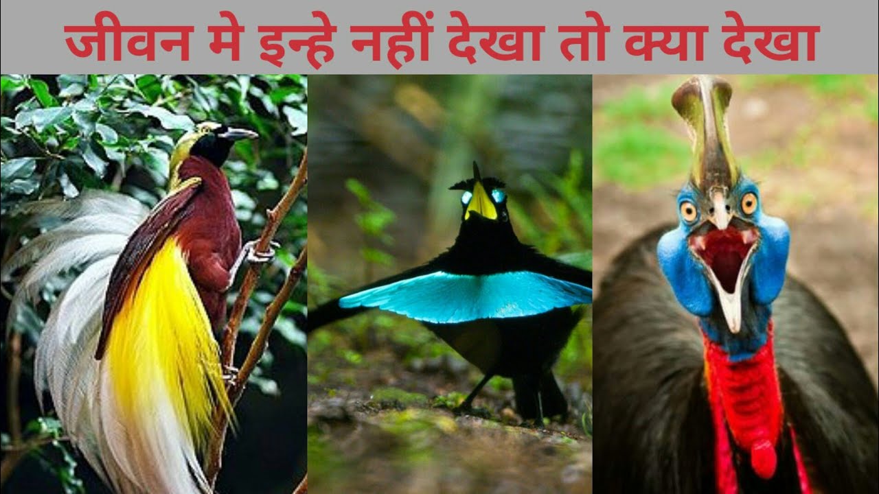 Aise anokhe pakshi jinhe apne kabhi nahi dekha hoga || Top 10 unique ...