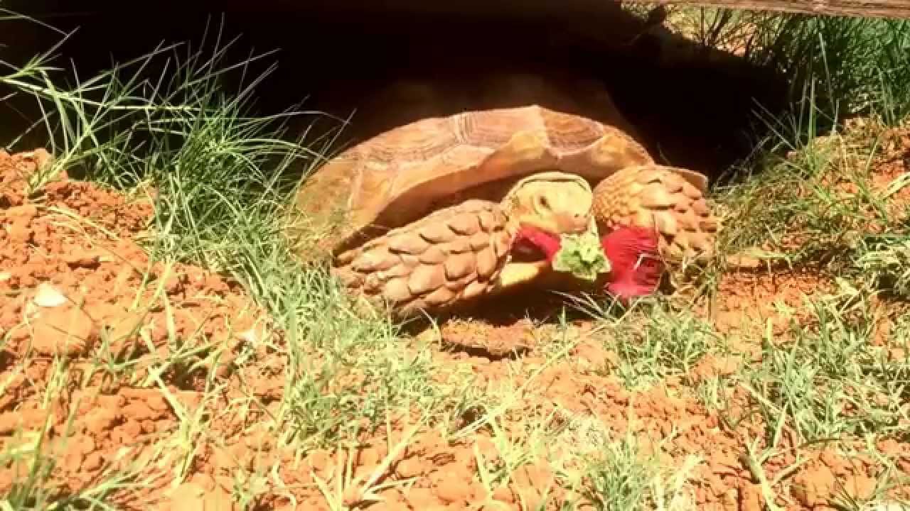 Scooter coming out of his burrow to enjoy his favorite treat. - YouTube