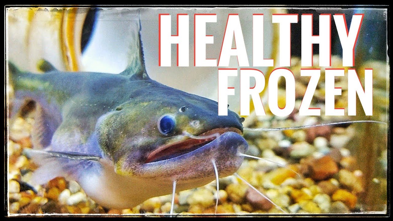 Gulper Catfish: Frozen Food Feedings - YouTube
