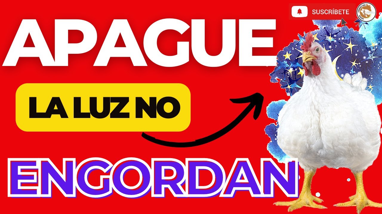 😱LOS POLLOS NO ENGORDAN DEJANDO LA COMIDA TODA LA NOCHE 🏾 - YouTube