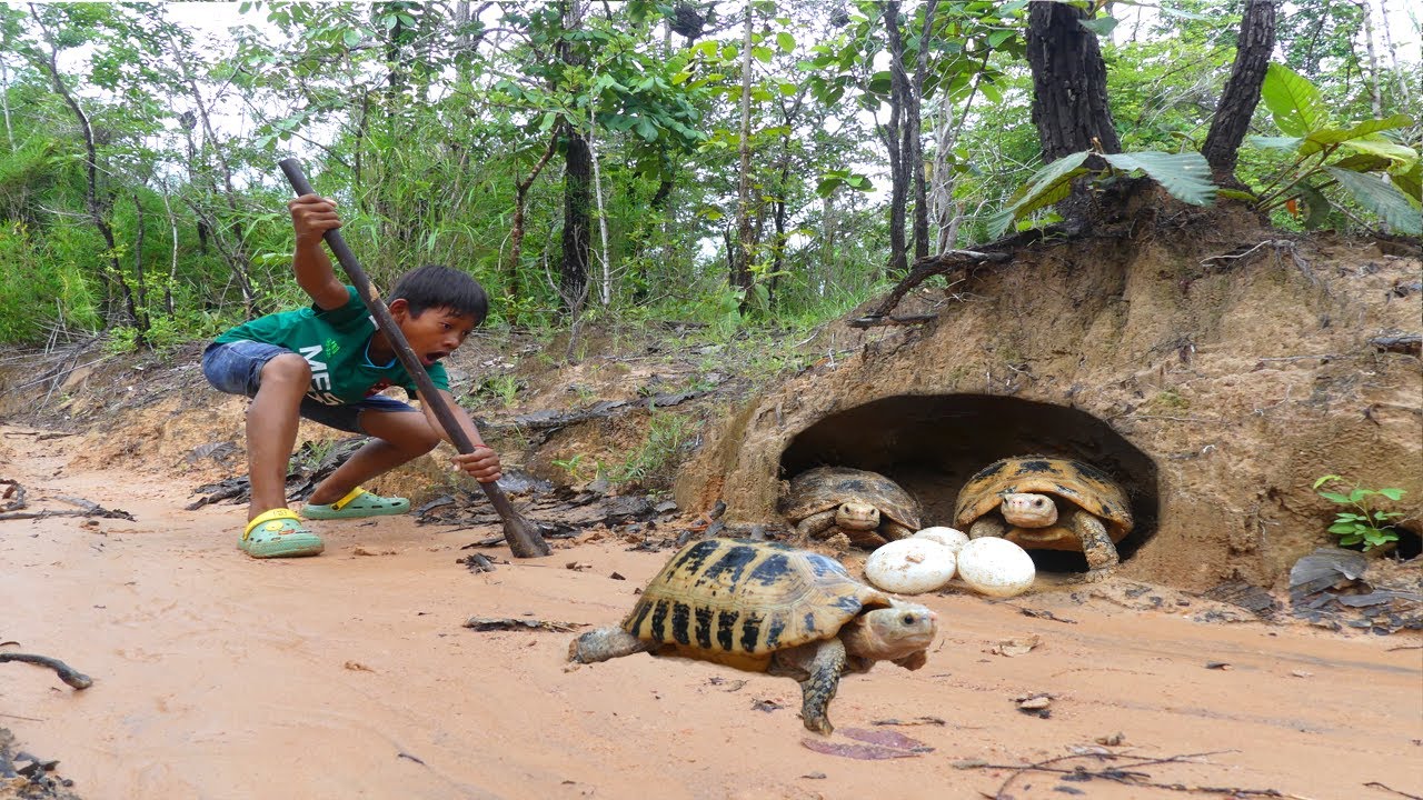 A man looks at three turtles in a nest#animals #eggs #beautiful #love ...