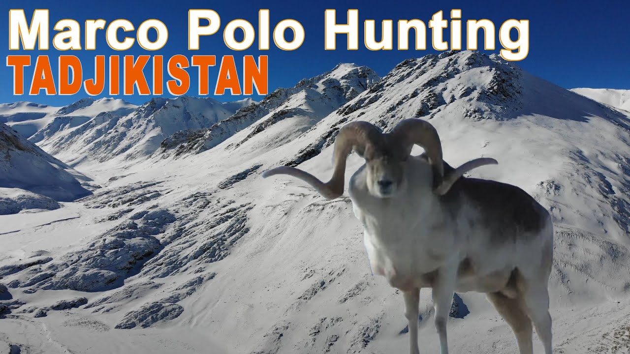 Marco Polo Hunting in Tadjikistan (Chasse Approche Montagne) - YouTube