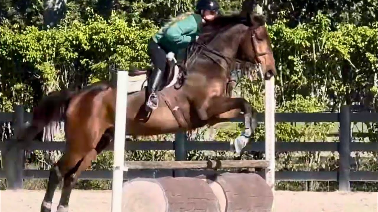 My finale : Jumper/ EQ 2013, 16.2 hh Bay, G - YouTube