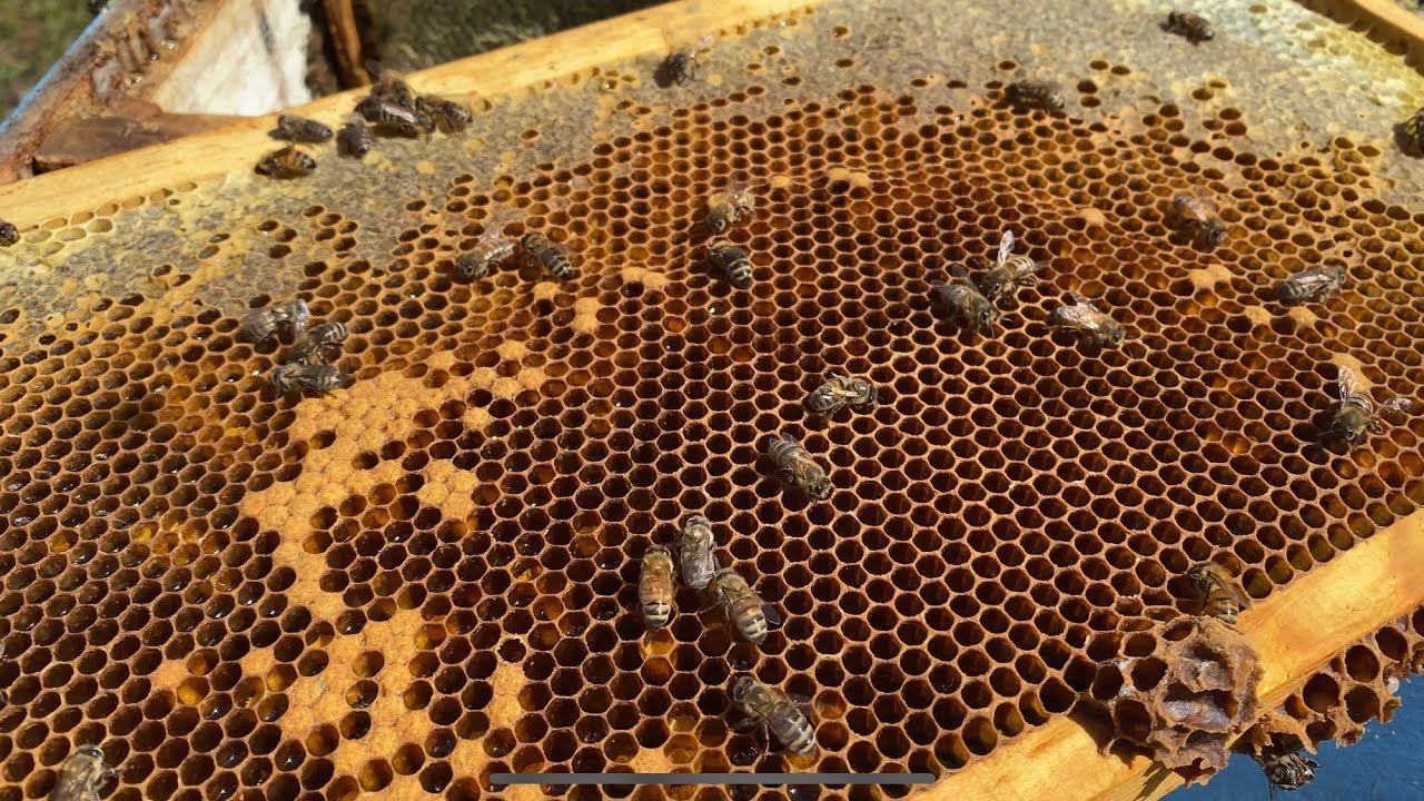 Swarm Prevention 101: Watch for Back-filling - YouTube