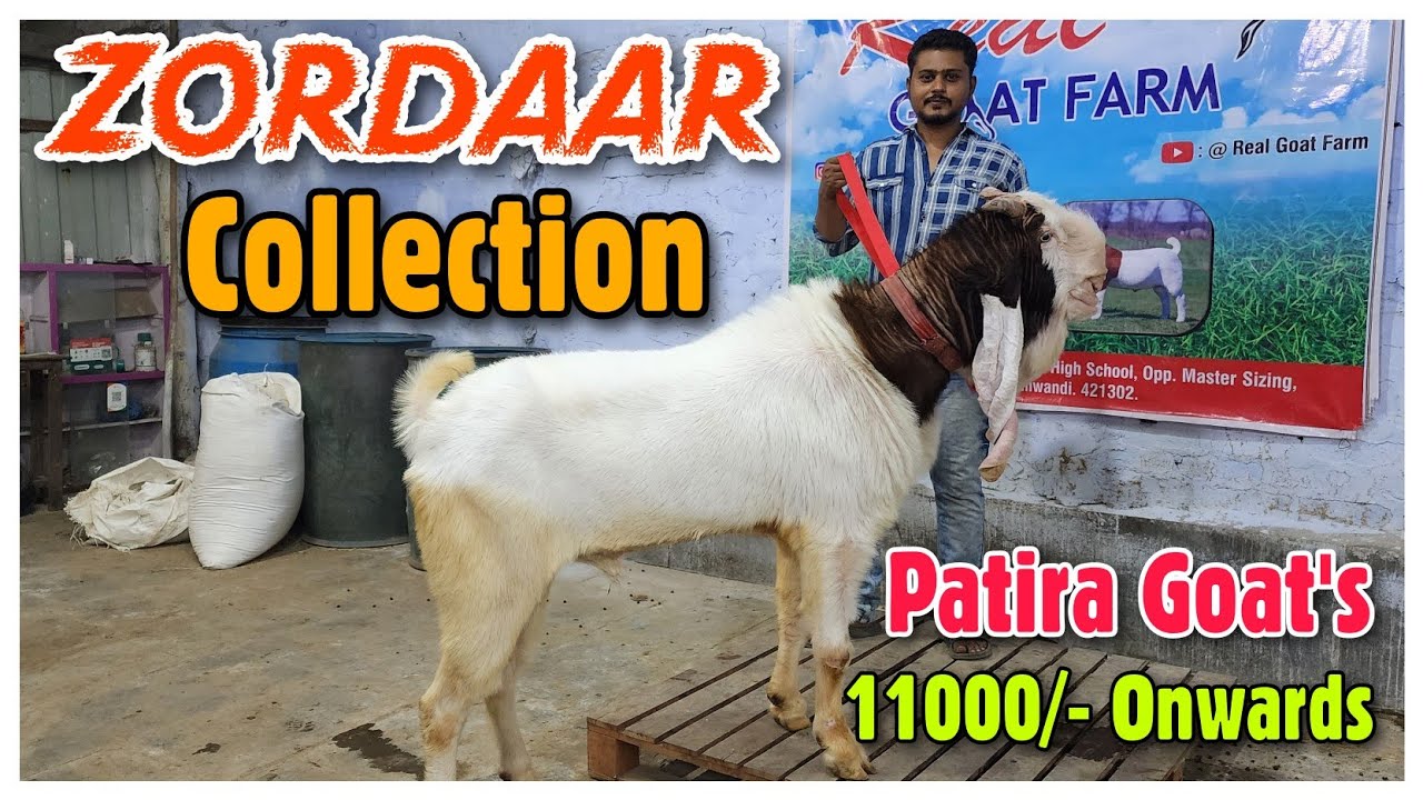 11000/- Onwards ZORDAAR Patira Goat Collection | Patira Bakra Bakri ...