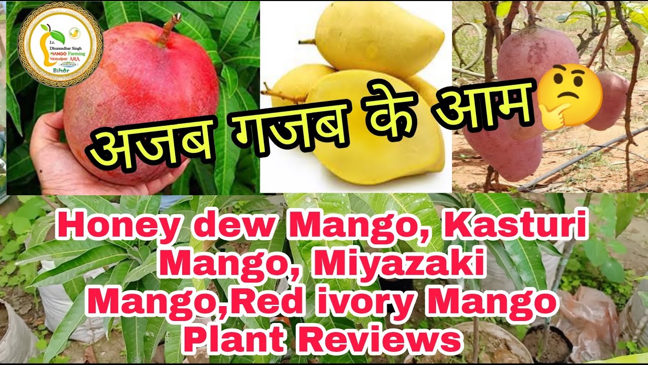 Honey dew mango!! Kasturi mango!! Red ivory mango!! Miyazaki mango ...